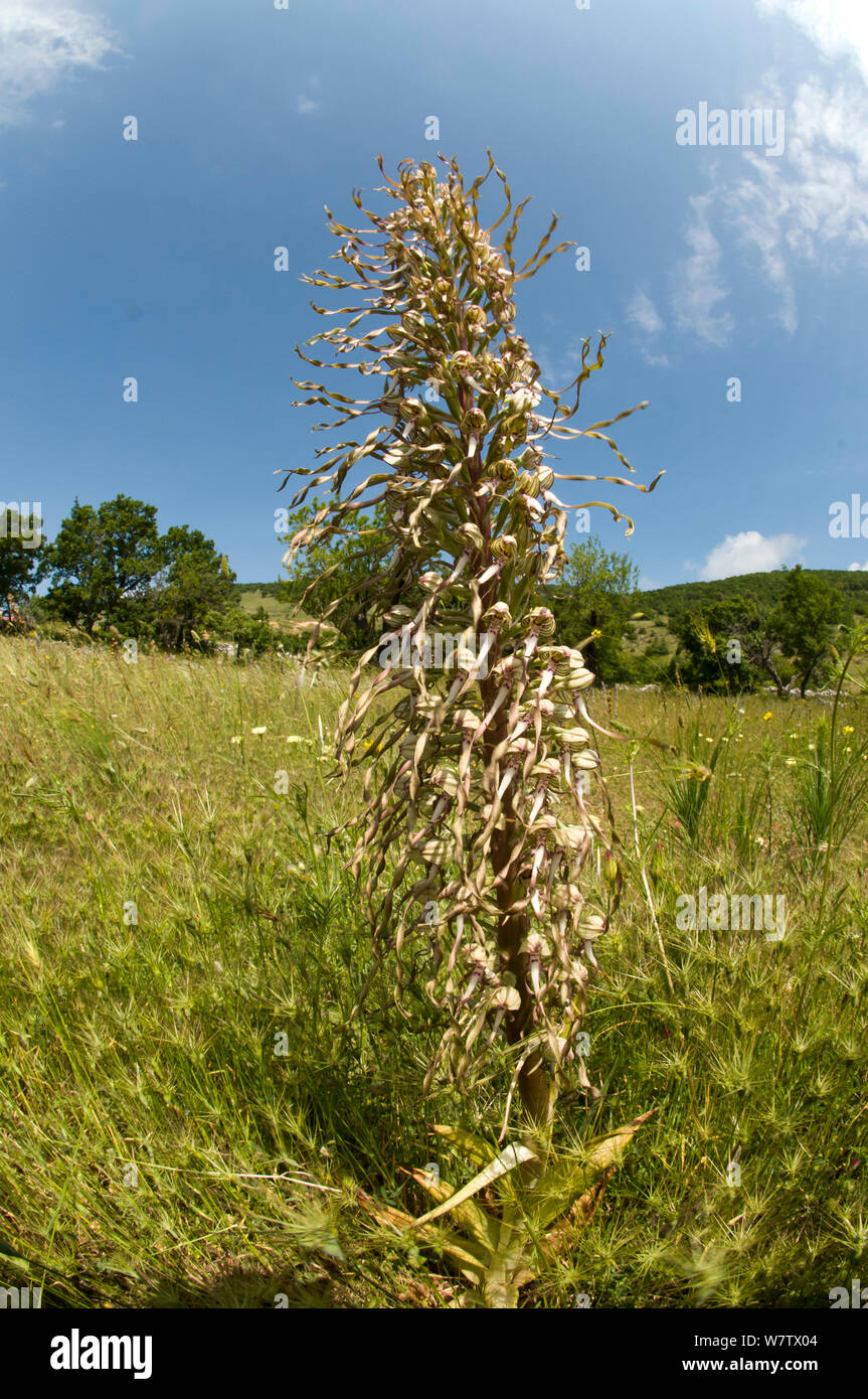 Lizard Orchid (Himantoglossum hircinum) on limestone grassland. San ...