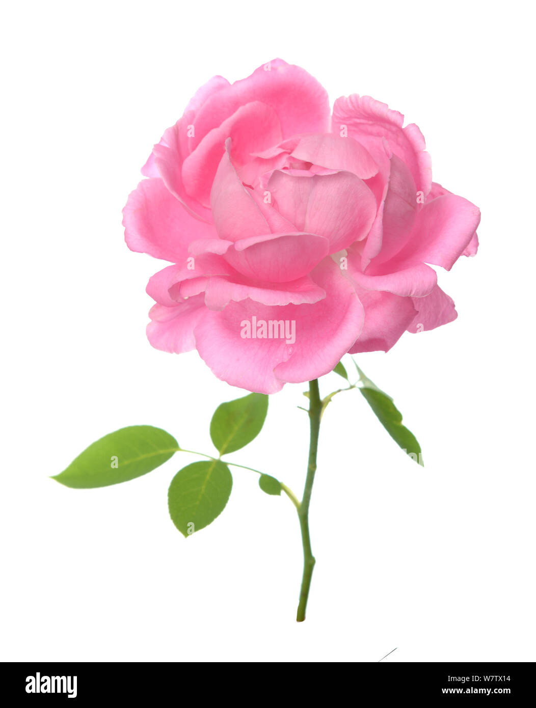 single rose isolated on white Stock Photo - Alamy