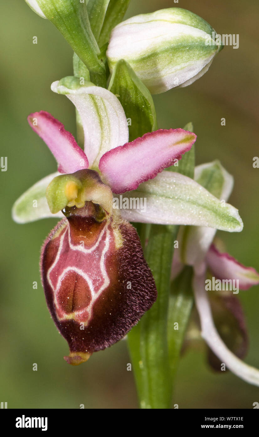 Late spider orchid ophrys sphegodes hi-res stock photography and images ...