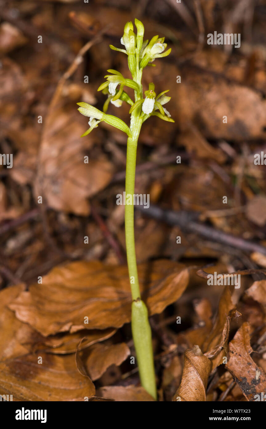 Coral root orchid hi-res stock photography and images - Alamy