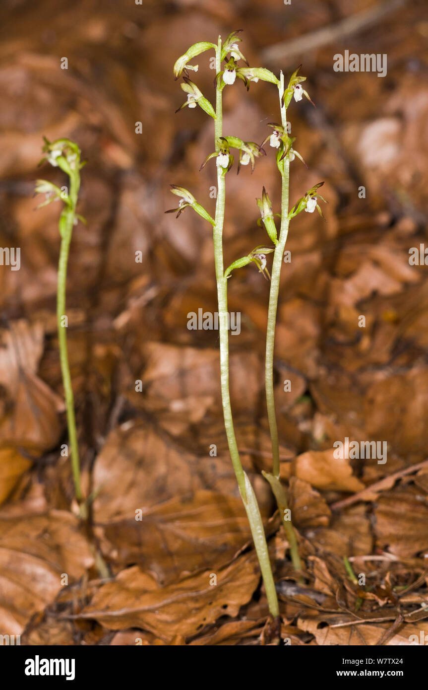 Coral root orchid hi-res stock photography and images - Alamy