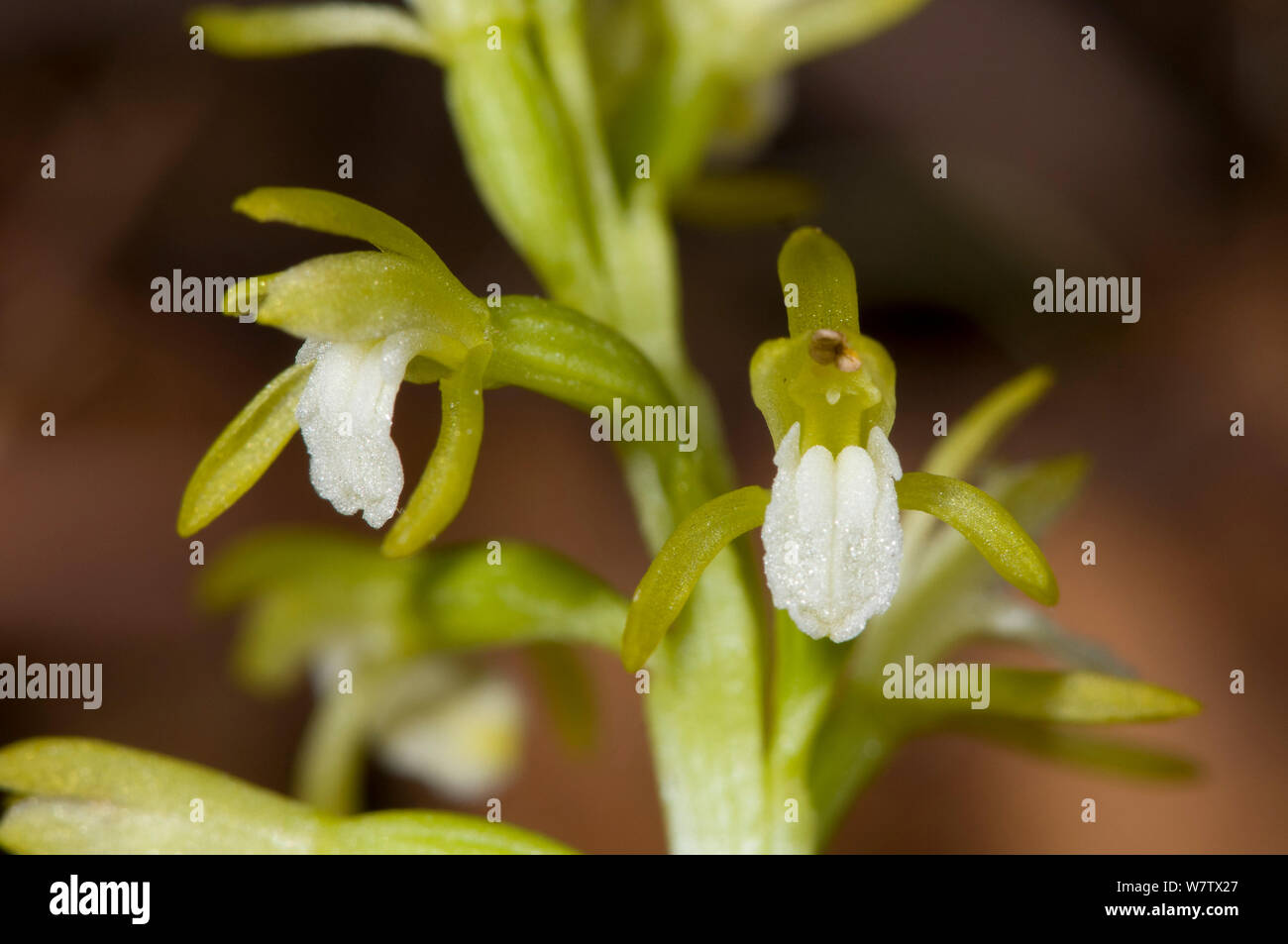 Saprophytic plant hi-res stock photography and images - Alamy