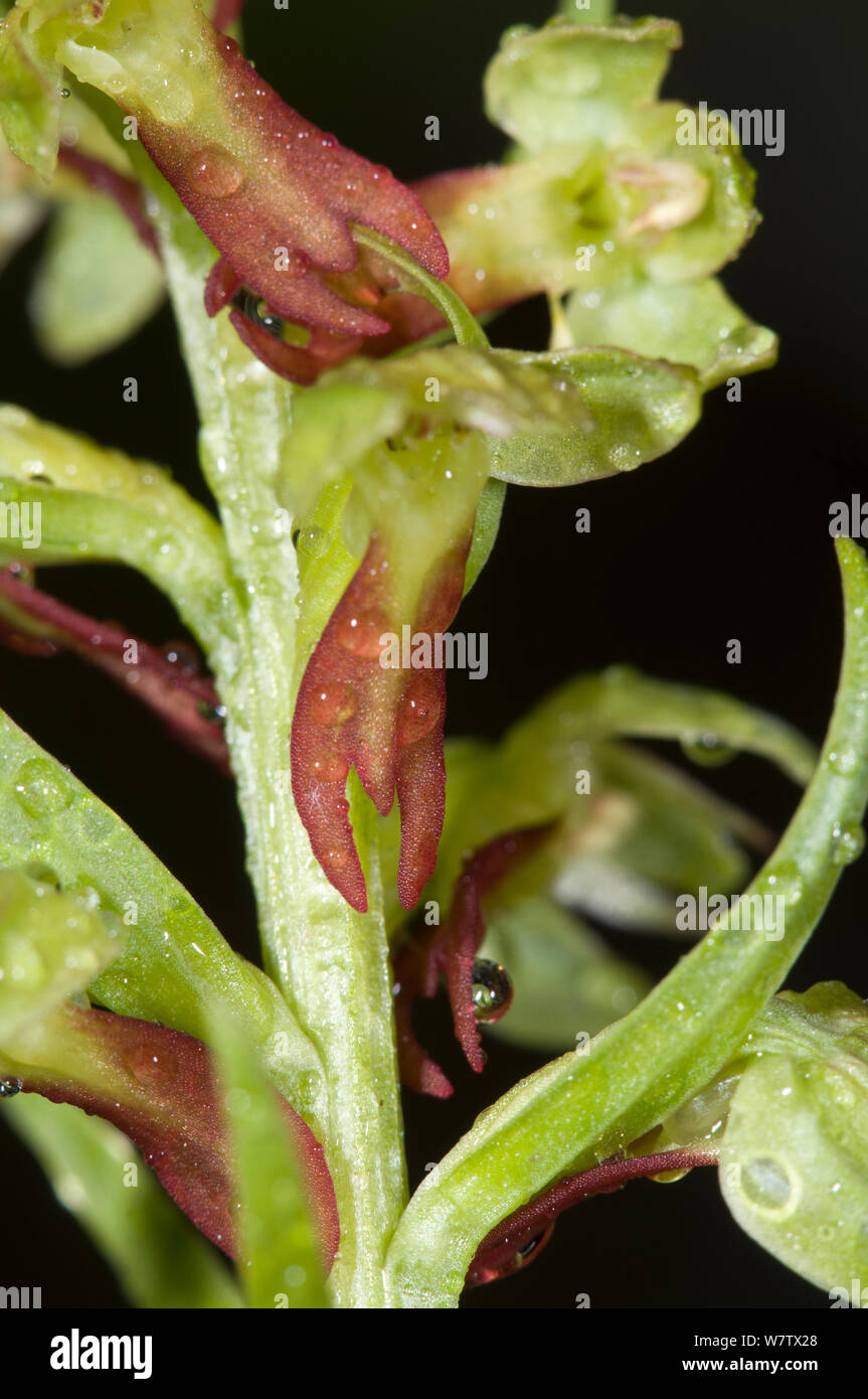 Coral root orchid hi-res stock photography and images - Alamy