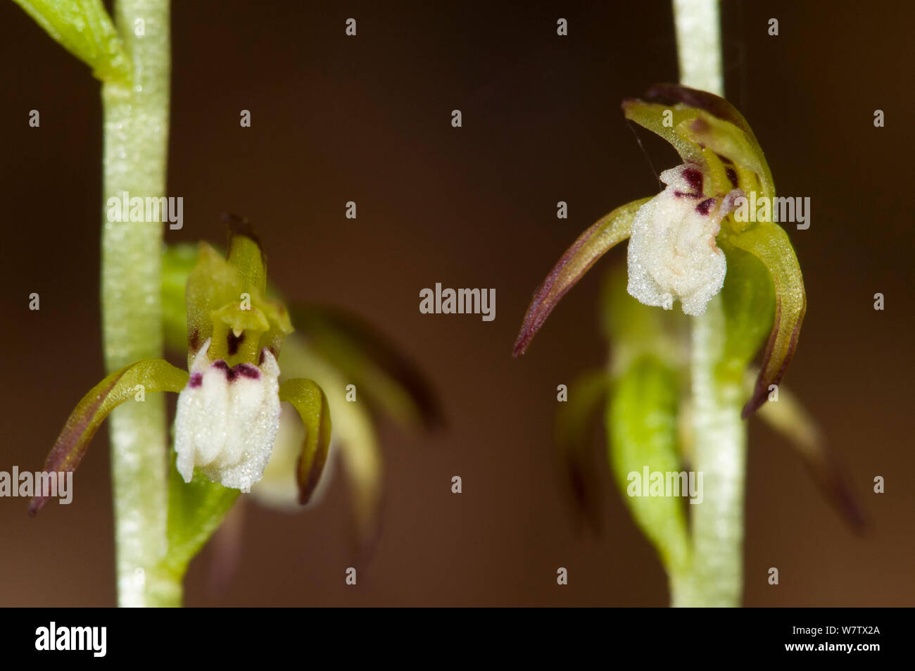 Saprophytic plant hi-res stock photography and images - Alamy