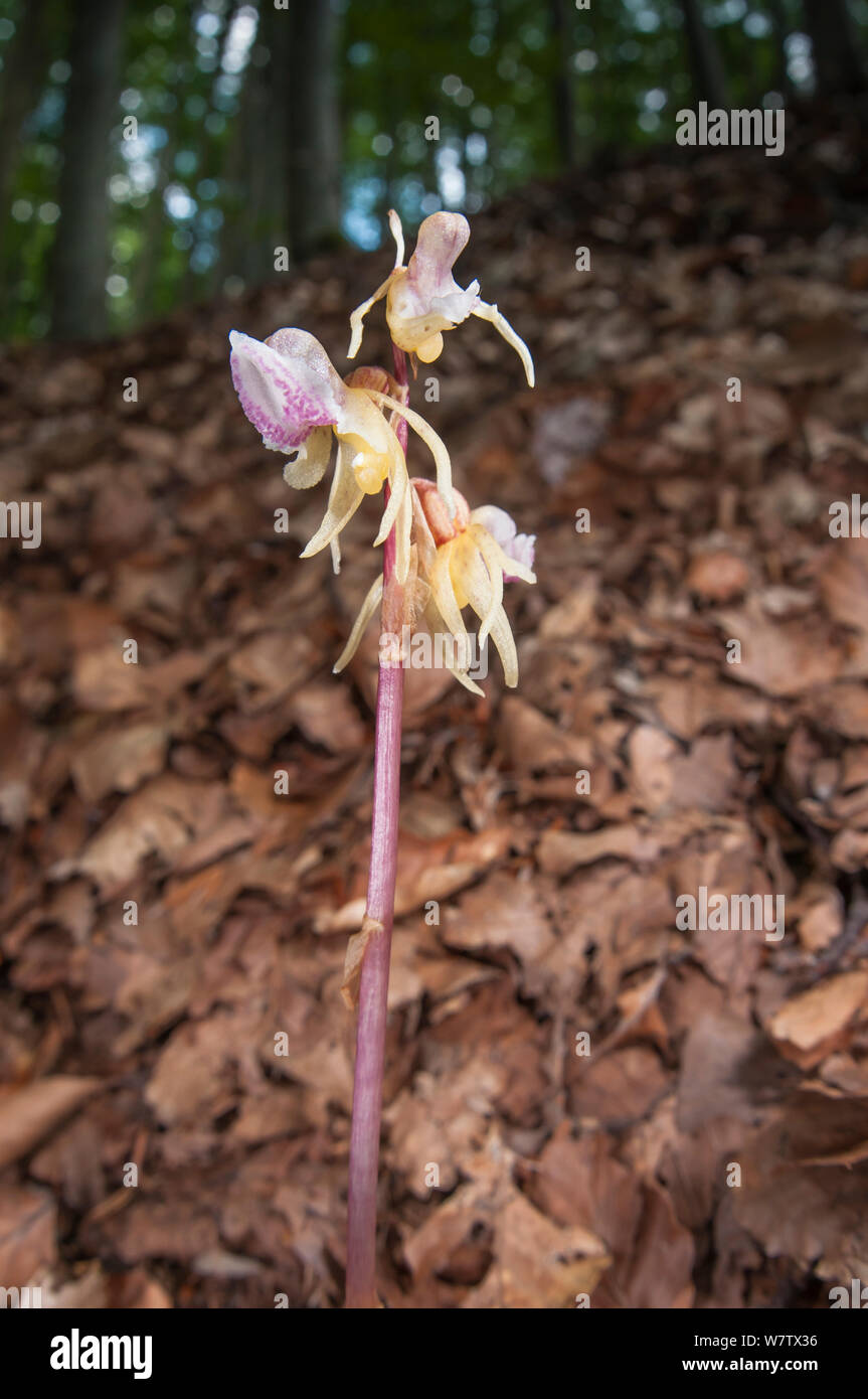 Ghost orchid (Epipogium aphyllum) growing in beech woodland at 1300m ...