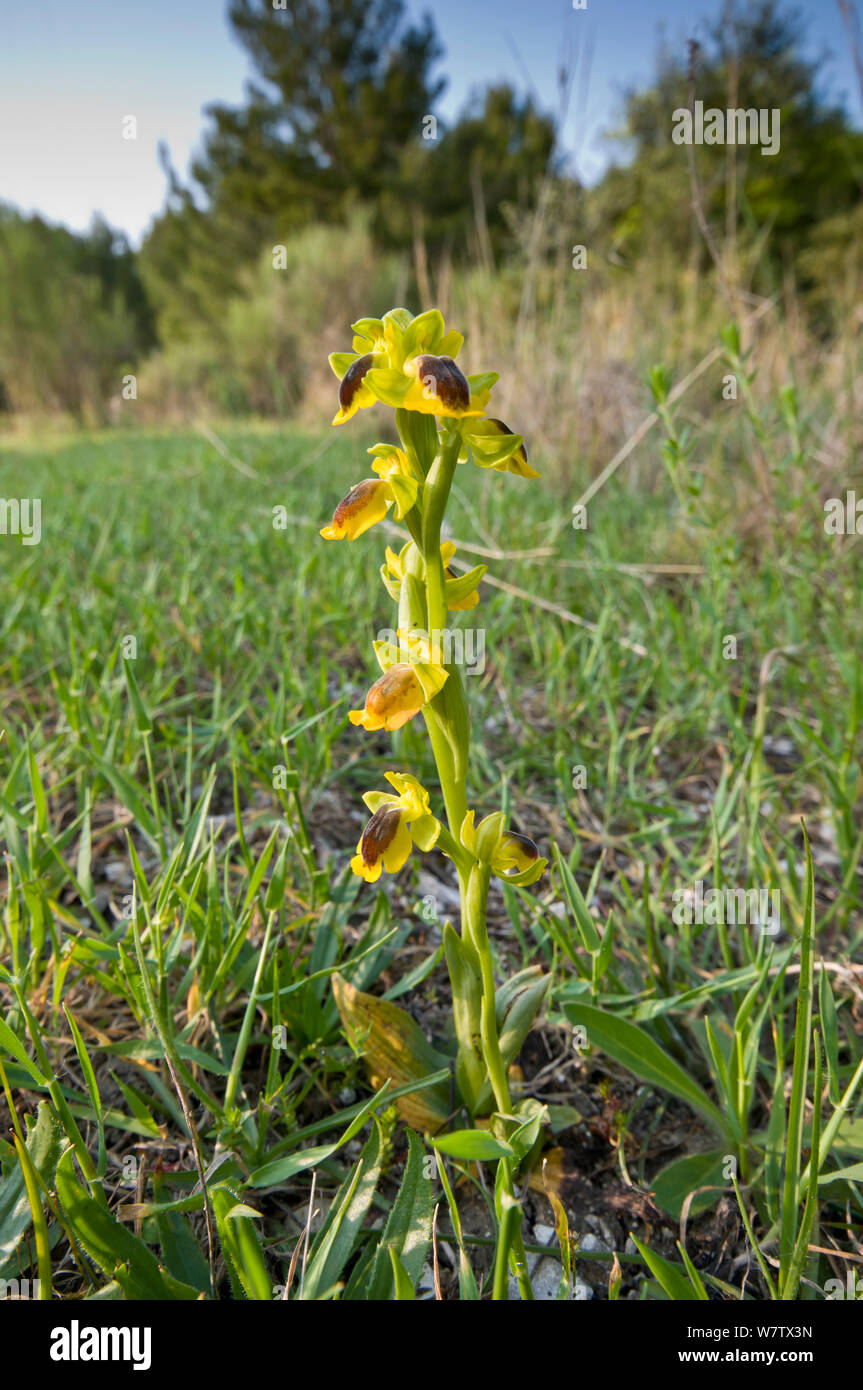 Yellow bee orchid ophrys lutea hi-res stock photography and images - Alamy