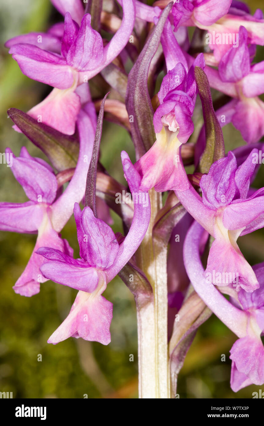 In the understory hi-res stock photography and images - Alamy