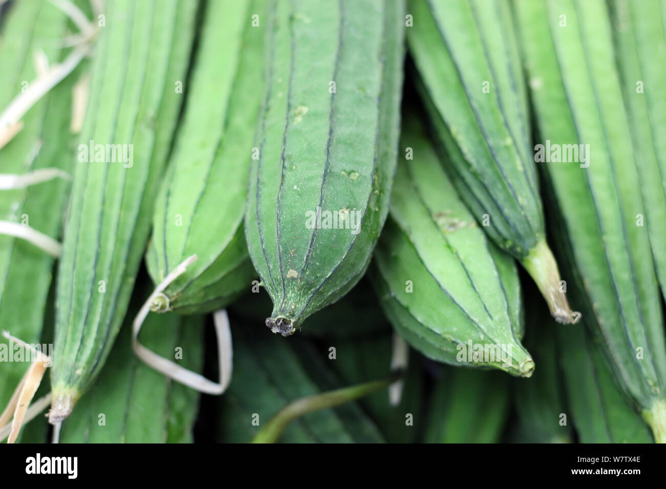 Loofah harvest hi-res stock photography and images - Alamy
