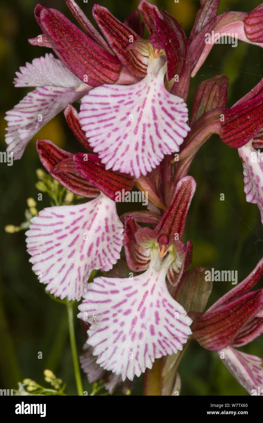 Orchis papilionacea var grandiflora hi-res stock photography and images ...