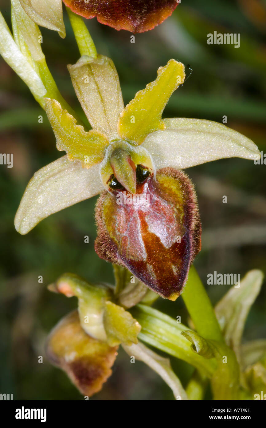 Hybrid Ophrys orchid, hybrid of Dark ophrys (Ophrys passionis) and ...