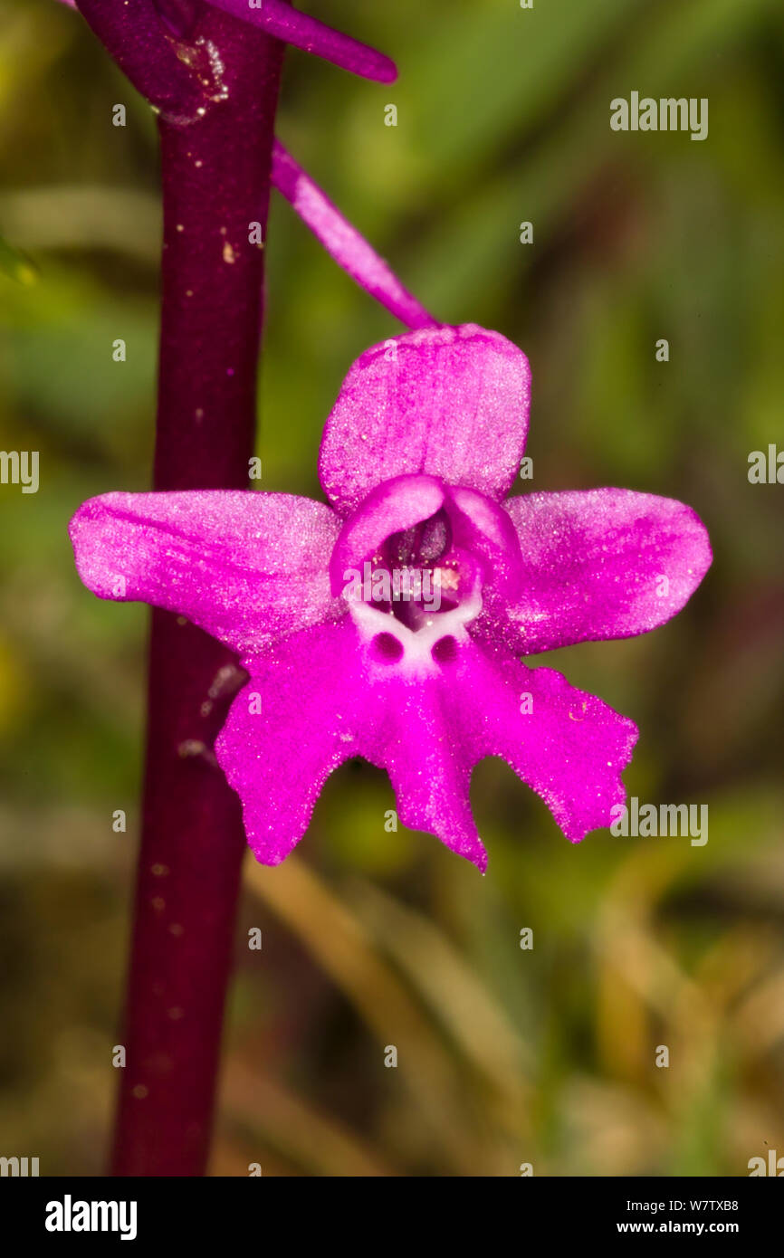 Four-spotted Orchid (Orchis quadripunctata) Monte St Angelo, Gargano ...