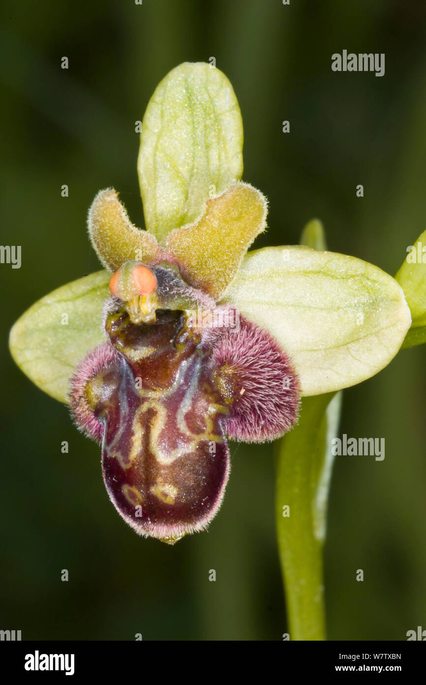 Hybrid orchid (Ophrys x hoeppneri), hybrid between Bumble Bee orchid ...