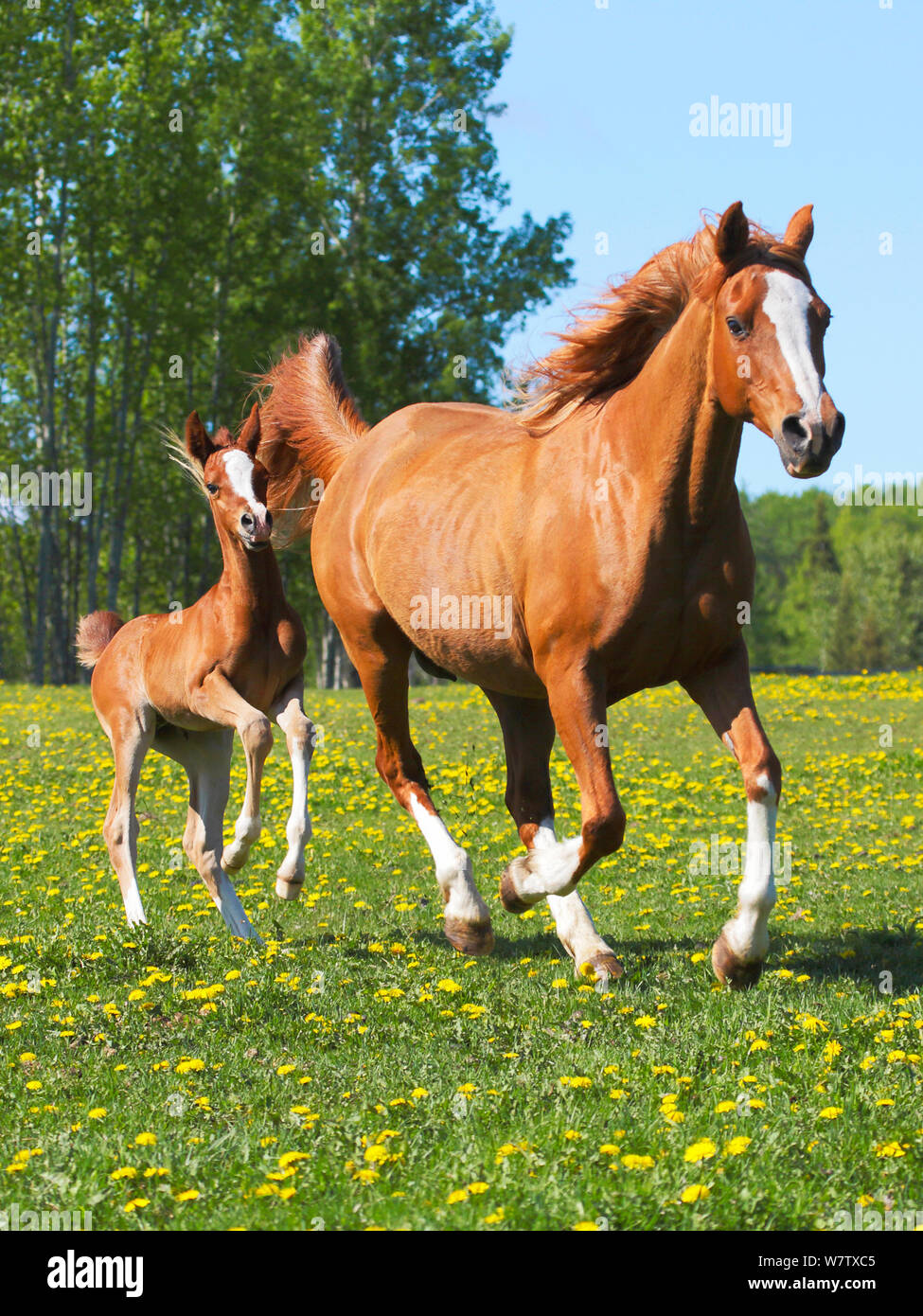 Arabian thoroughbred filly chestnut galloping hi-res stock photography ...