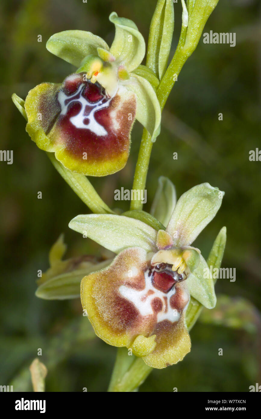 Bee orchid (Ophrys oxyrrynchos / Ophrys fuciflora oxyrrynchos) endemic ...