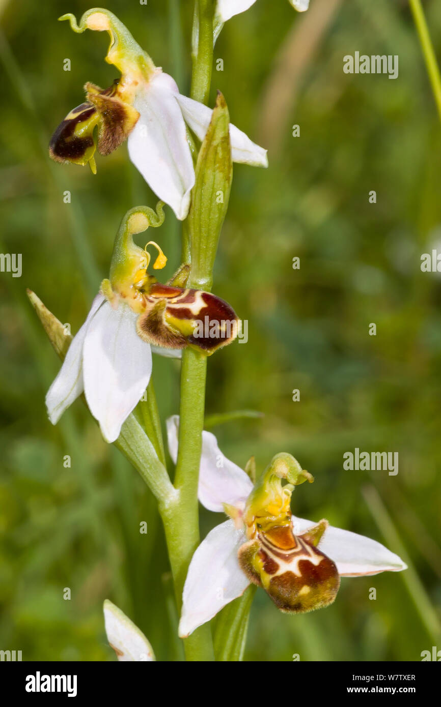 Bee Orchid (Ophrys apifera) self-pollinated species. Sibillini, near ...