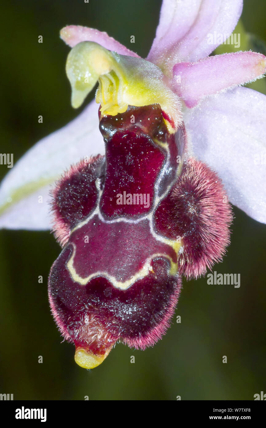 Hybrid orchid (Ophrys x vespertilio) betwen the Bee orchid (Ophrys ...