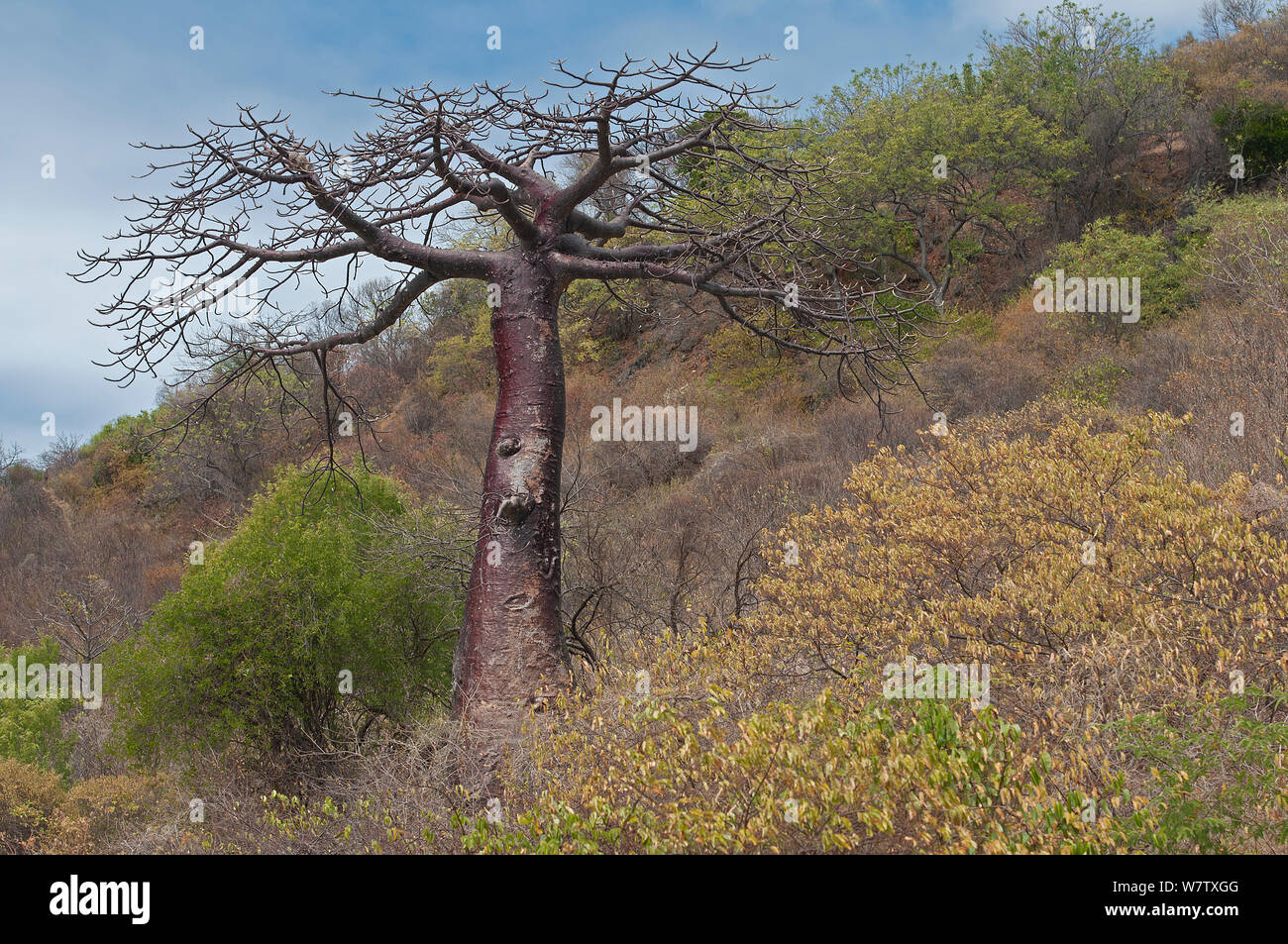 Boabab tree (Adansonia suarezensis), Ramena, Madagascar Stock Photo - Alamy