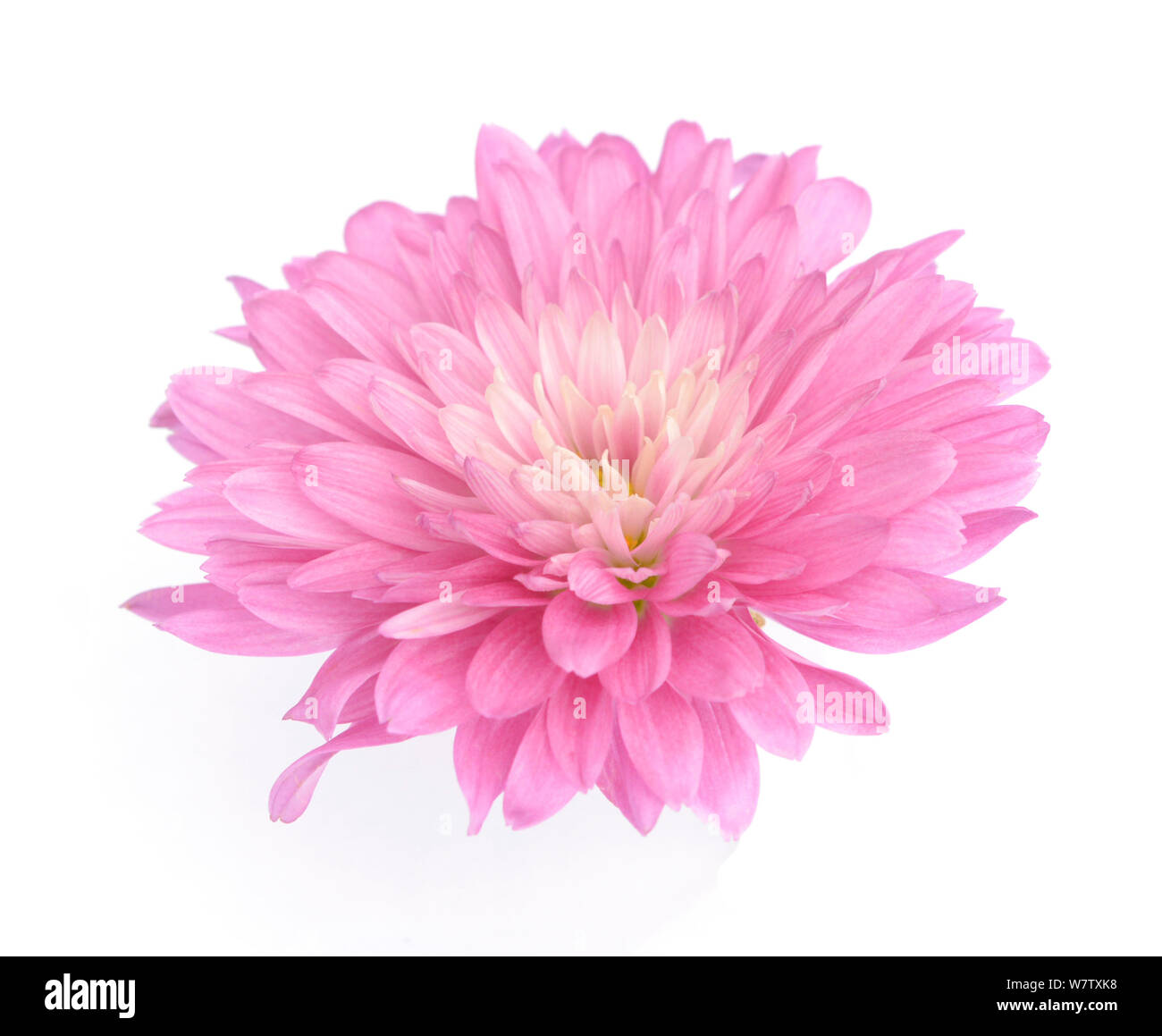 Purple mum flower Cut Out Stock Images & Pictures - Alamy