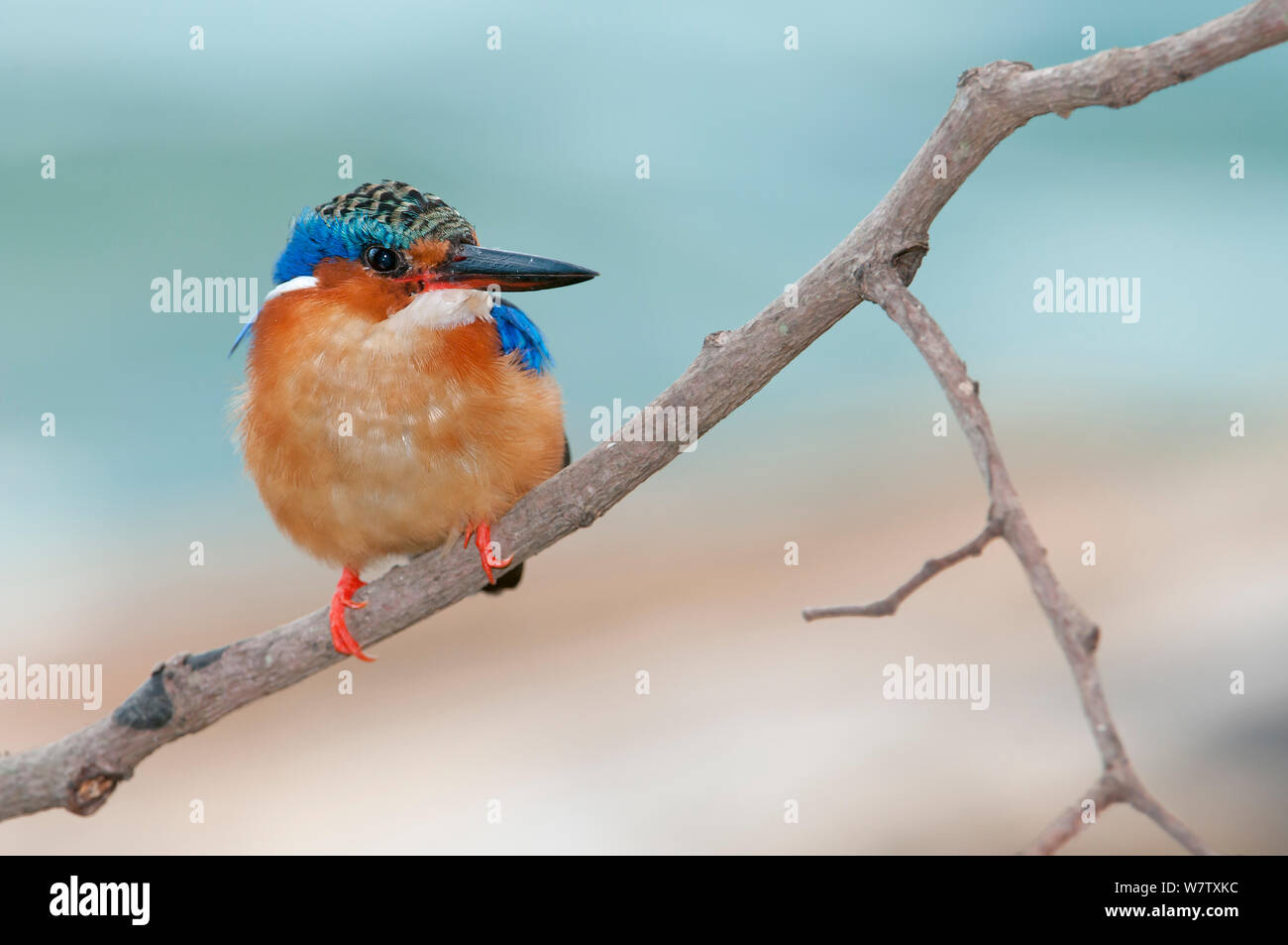 Madagascar Kingfisher (Alcedo vintsioides) perched on branch, Ankify ...
