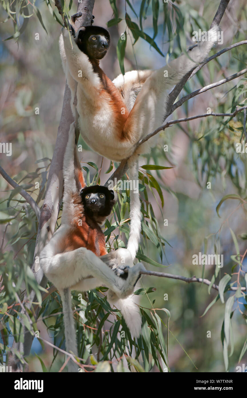 Two Crowned sifakas (Propithecus coronatus), Katsepi, Madagascar Stock ...