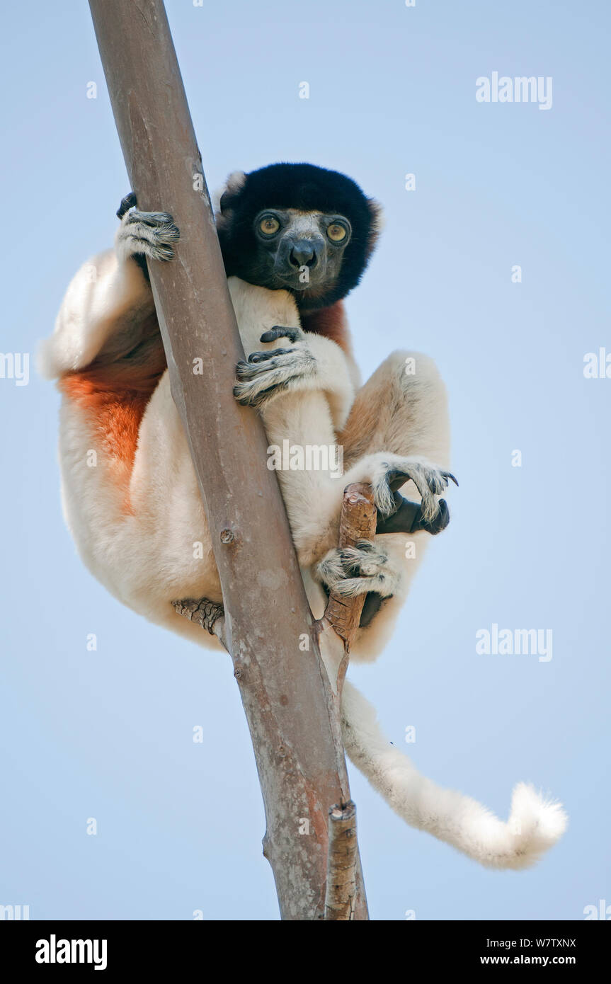 Propithecus coronatus hi-res stock photography and images - Alamy