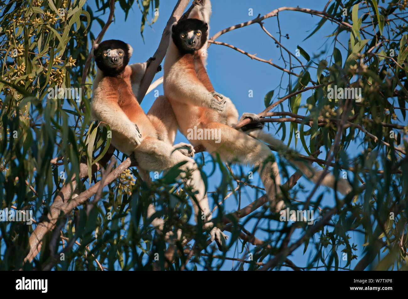 Two Crowned sifakas (Propithecus coronatus), Katsepi, Madagascar Stock ...