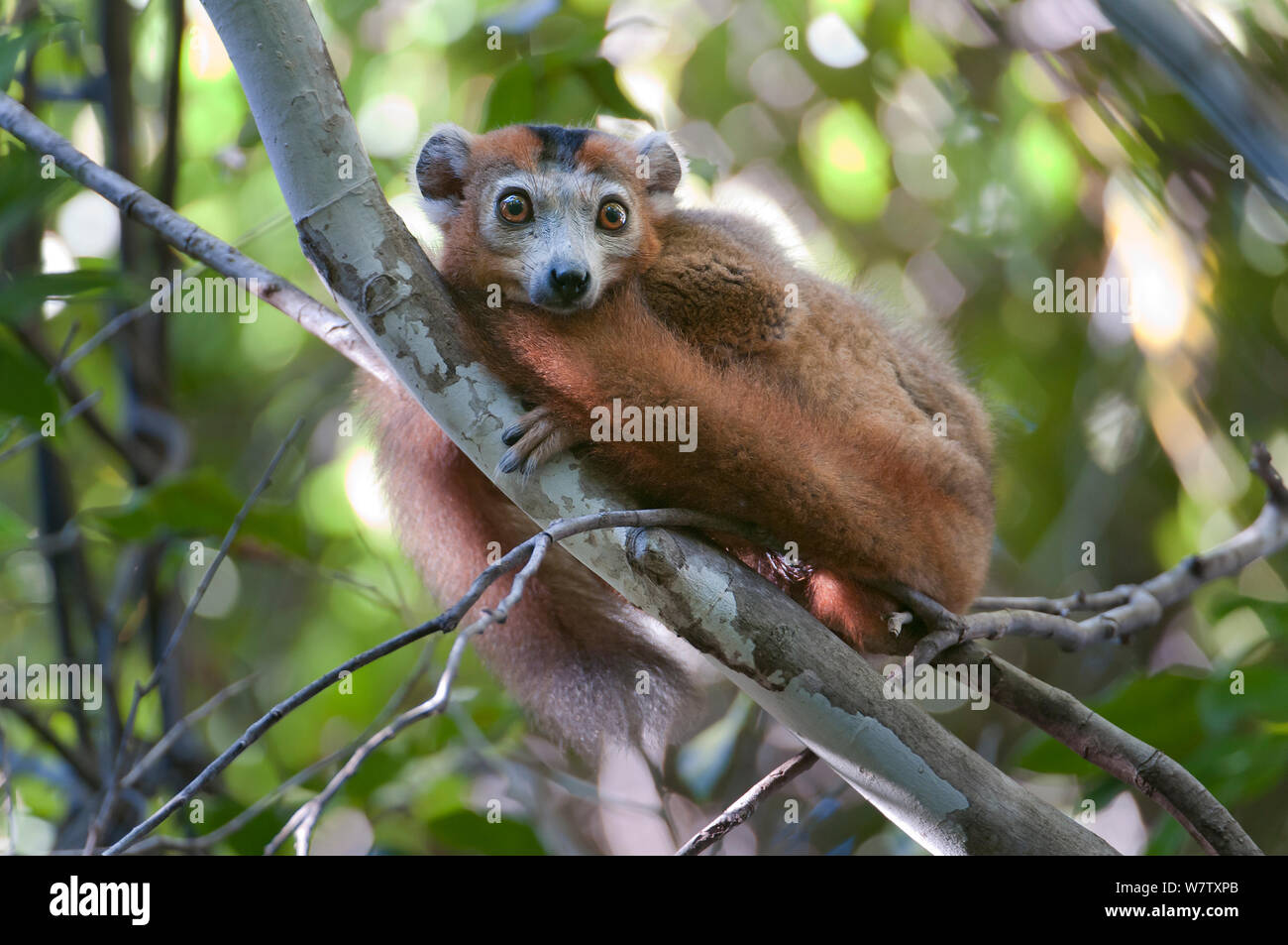 Crowned lemur (Eulemur coronatus) male Ankarana NP., Madagascar Stock ...