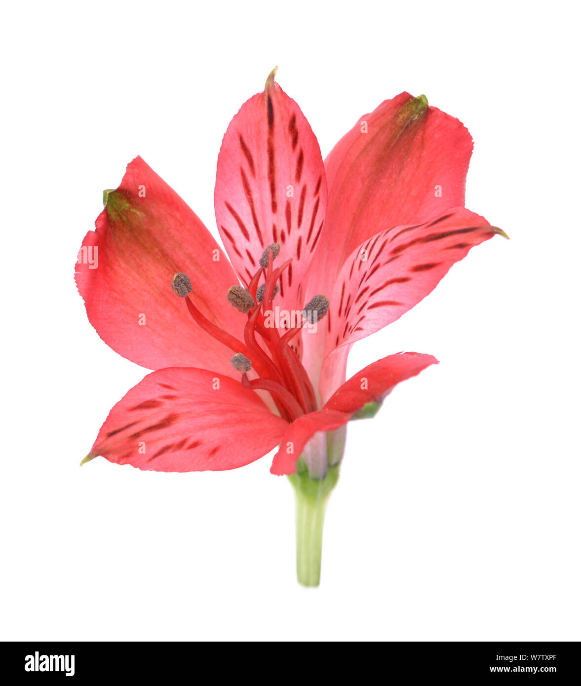 Single red alstro flower isolated on white background Stock Photo - Alamy