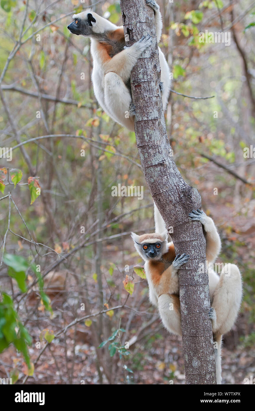 Propithecus tattersalli hi-res stock photography and images - Alamy