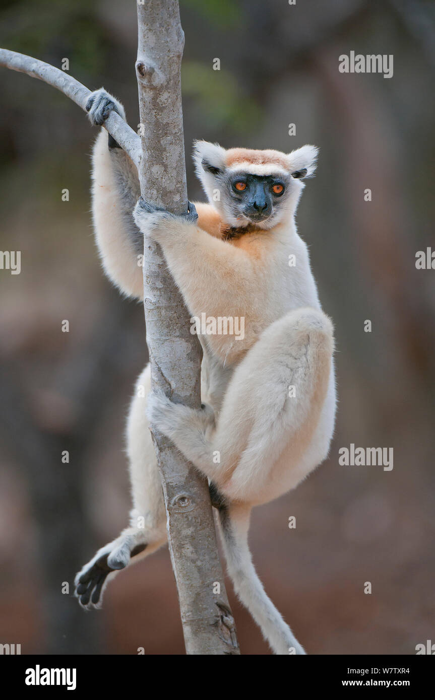 Propithecus tattersalli hi-res stock photography and images - Alamy