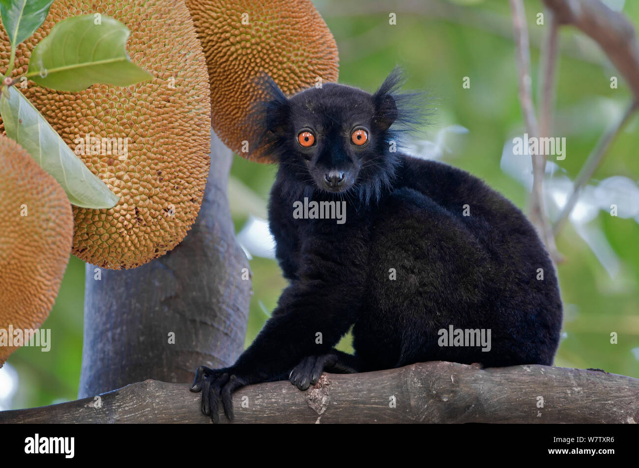 Black Lemur (Eulemur macaco) male, Nosy Komba, Madagascar Stock Photo ...