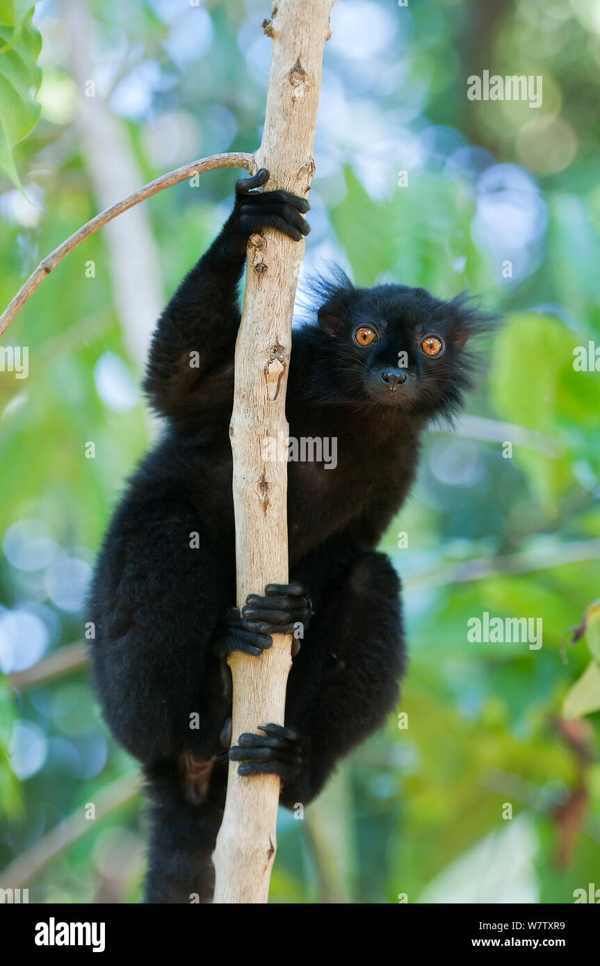 Black Lemur (Eulemur macaco) male, Nosy Komba, Madagascar Stock Photo ...