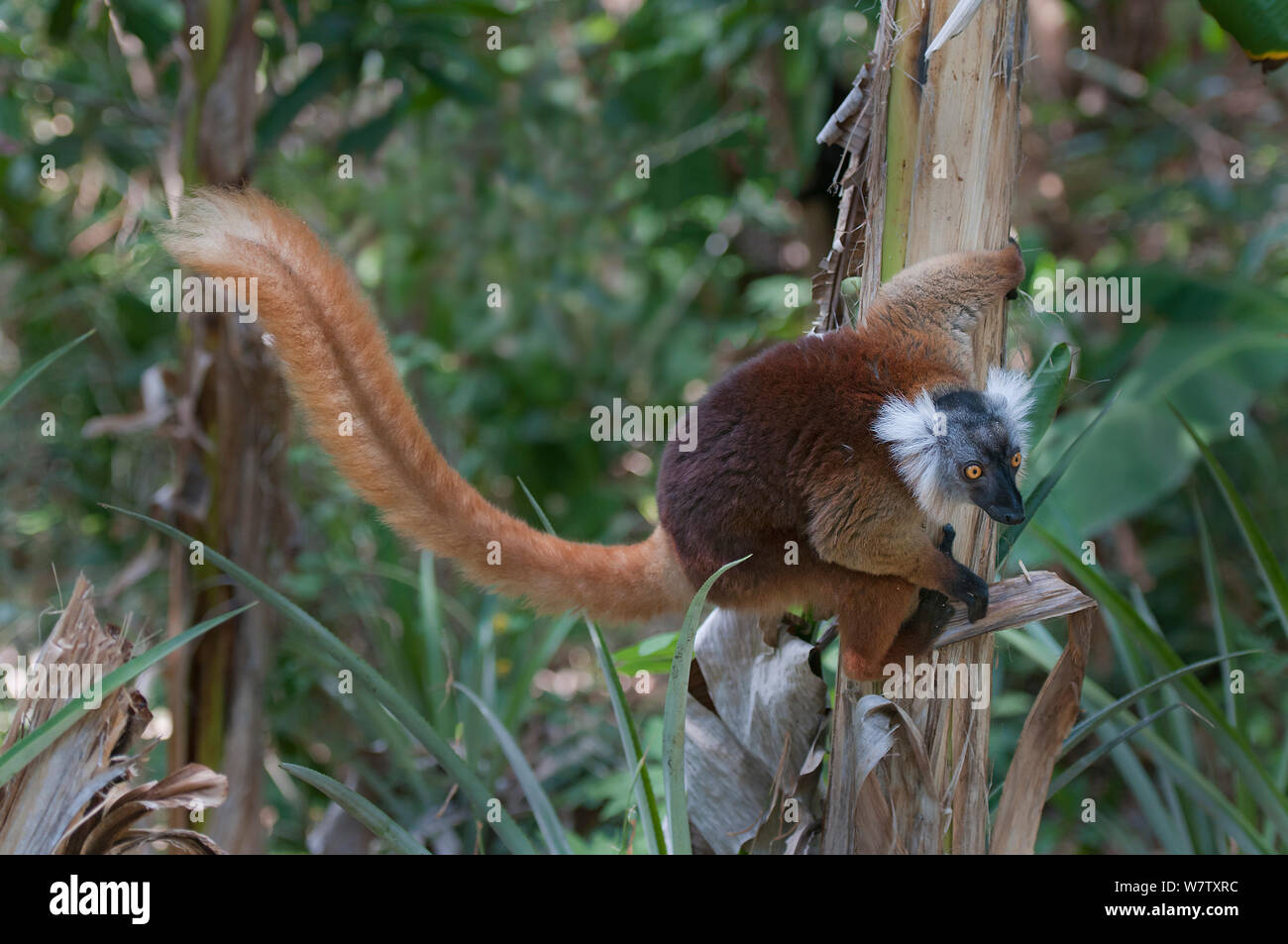 Black lemur eulemur macaco macaco hi-res stock photography and images ...
