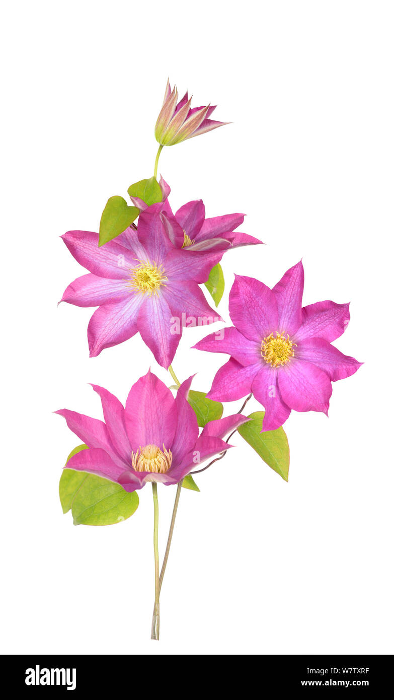a bunch purple clematis isolated on white background Stock Photo - Alamy