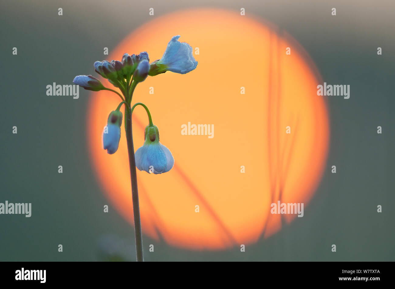 Crucifer flower hi-res stock photography and images - Alamy
