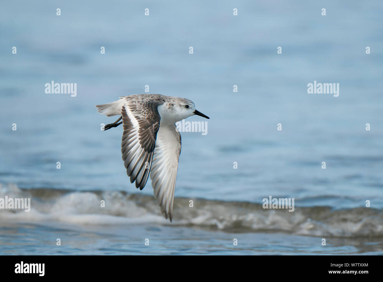 Sanderling (Calidris alba) in flight, Texel the Netherlands, April ...