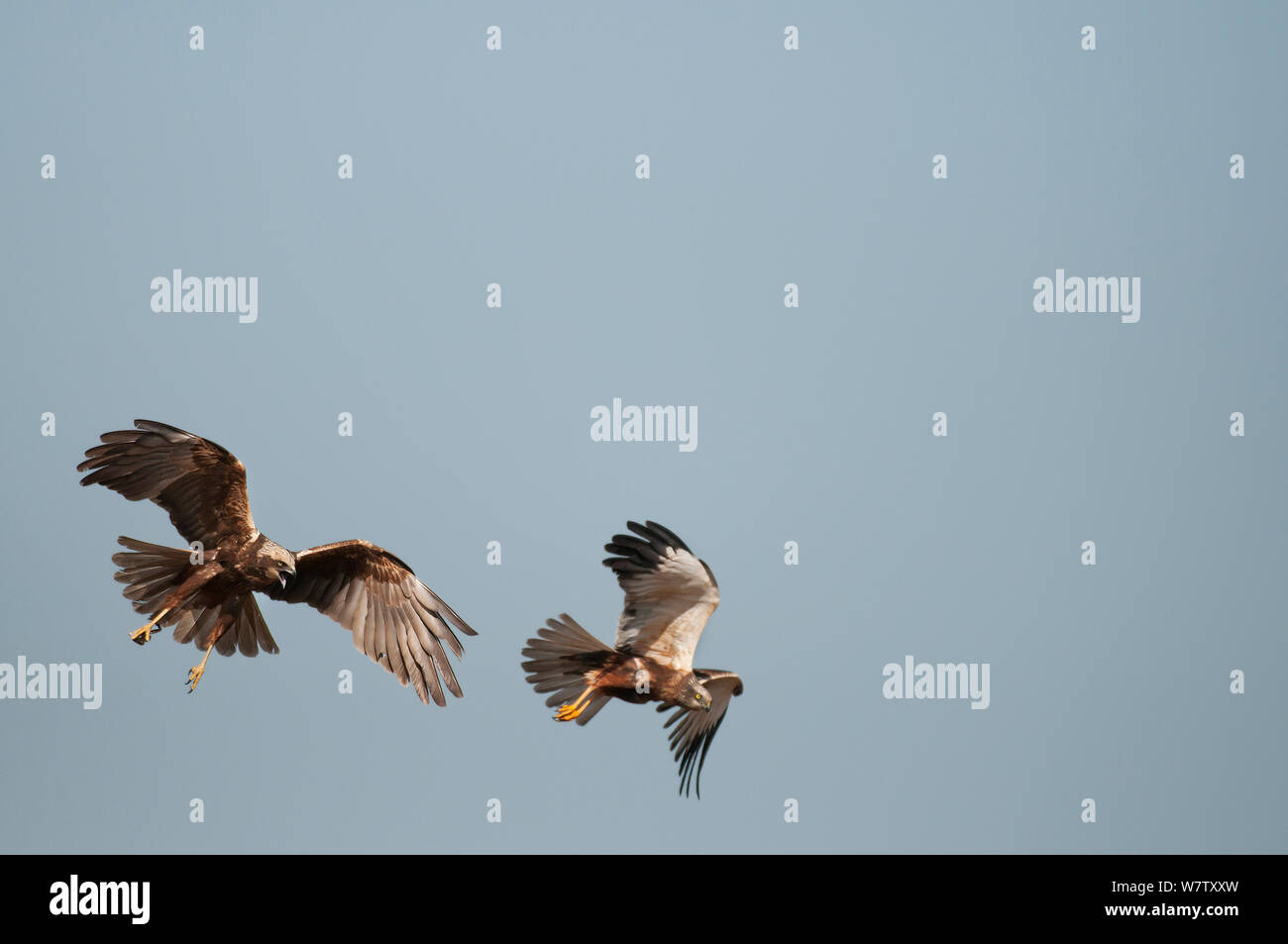 Marsh Harrier (Circus aeruginosus) male and female(left) in flight ...
