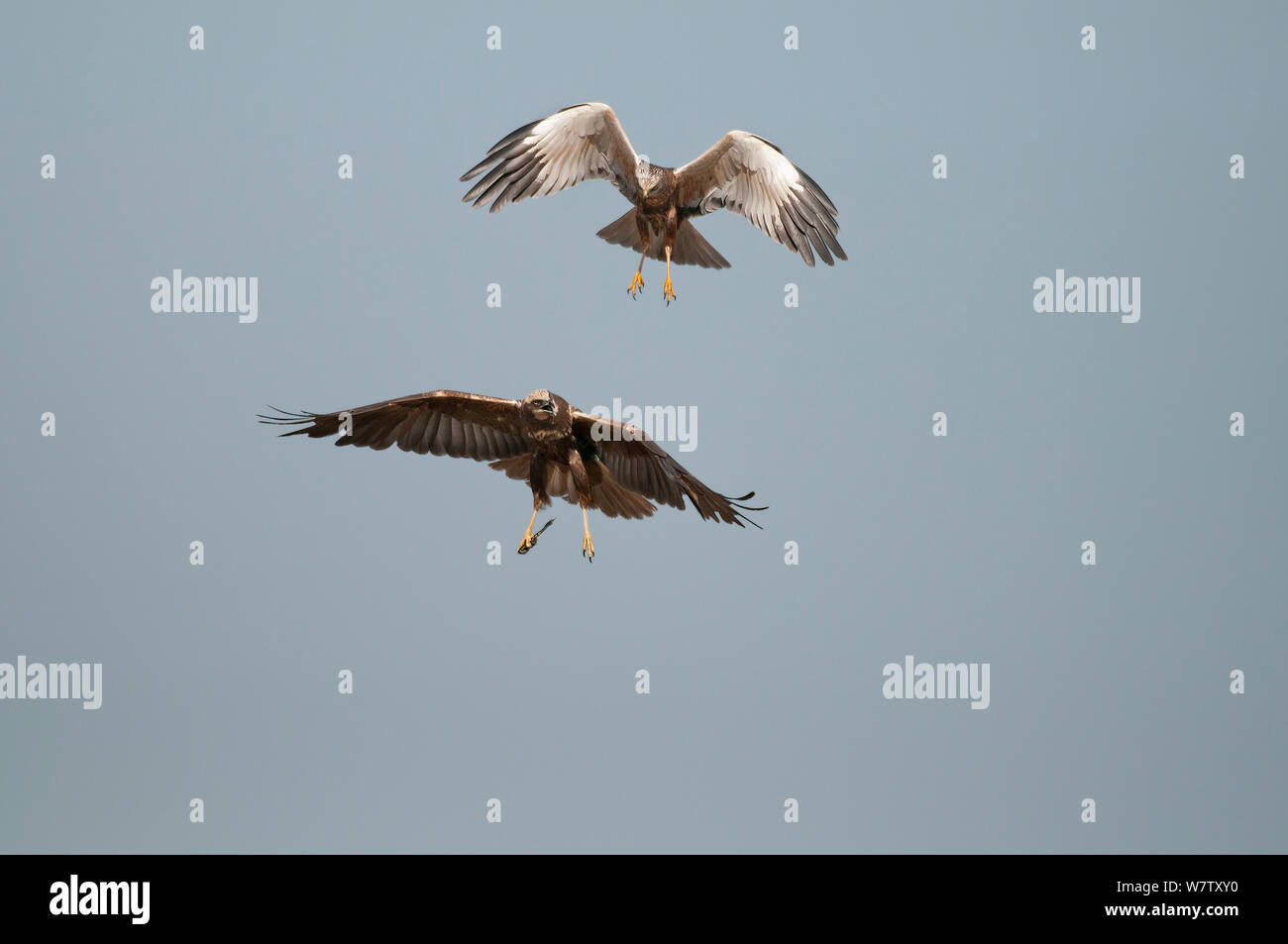 Marsh Harrier (Circus aeruginosus), male and female in flight, Texel ...