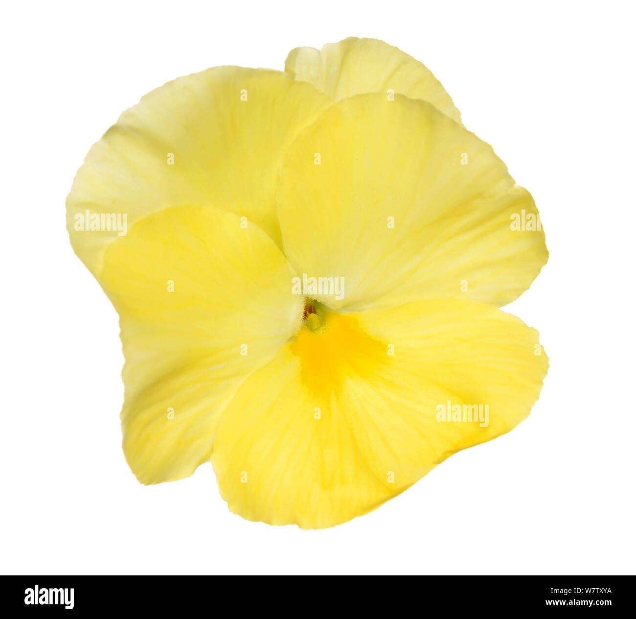 light yellow pansy flower isolated on white background Stock Photo - Alamy
