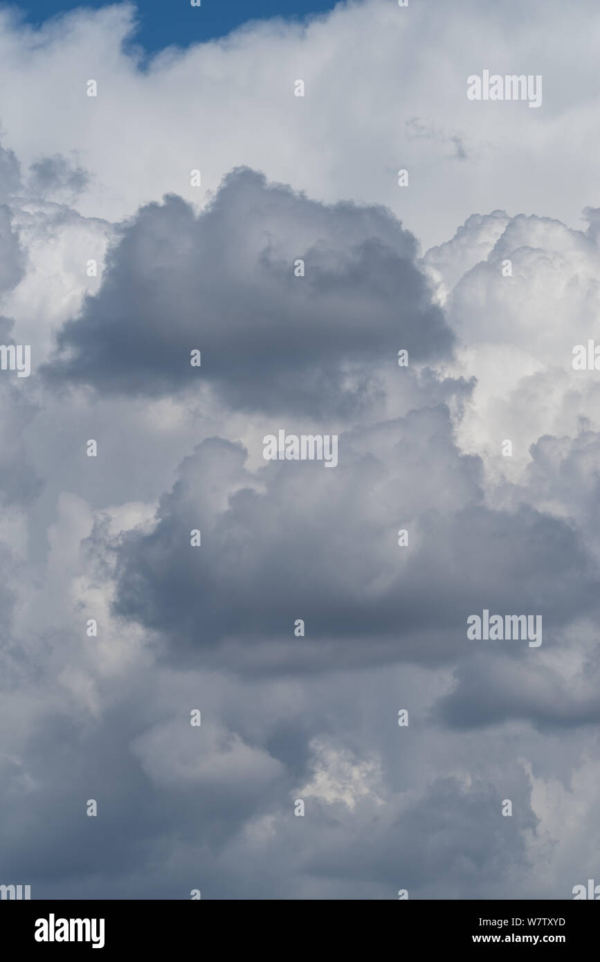 Cumulonimbus calvus, a developing thunderhead cloud Stock Photo - Alamy