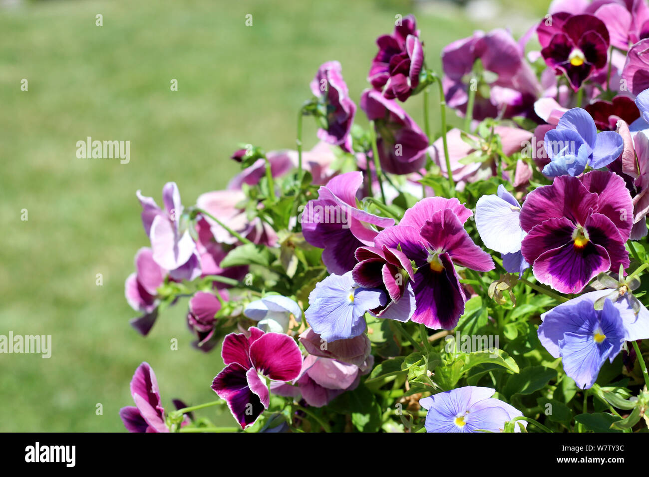 mix colorful pansy flowers in garden Stock Photo - Alamy