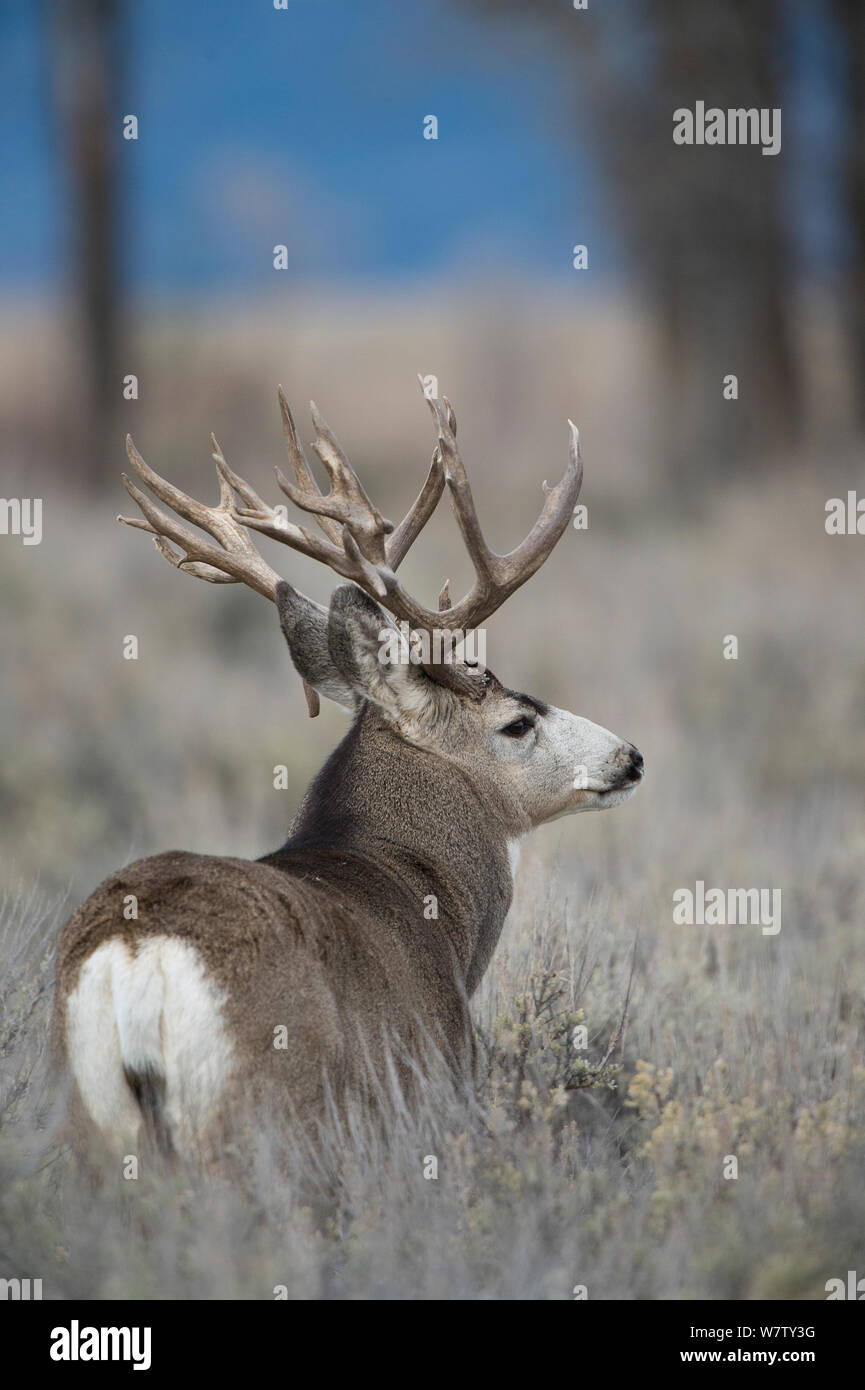 Rutting Mule Deer High Resolution Stock Photography and Images - Alamy