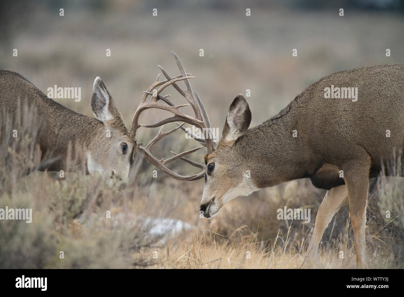 Mule deer (Odocoileus hemionus) bucks fighting during rut. Wyoming, USA ...