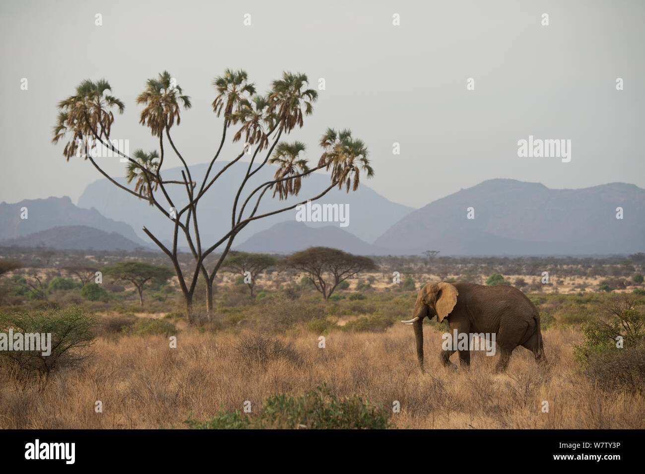 Daum palm hi-res stock photography and images - Alamy