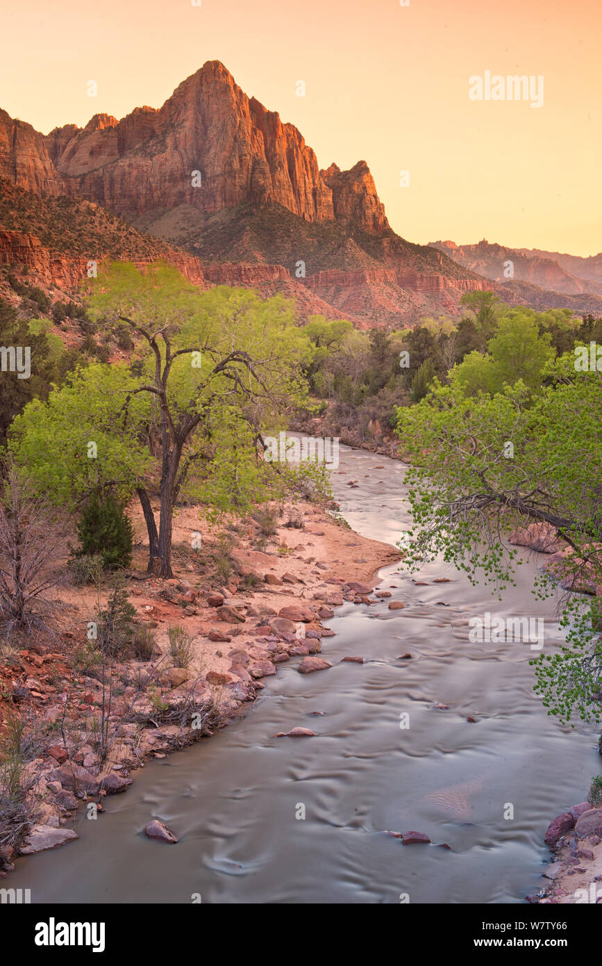 The Watchman and Virgin River at sunset, Zion National Park, Utah, USA ...