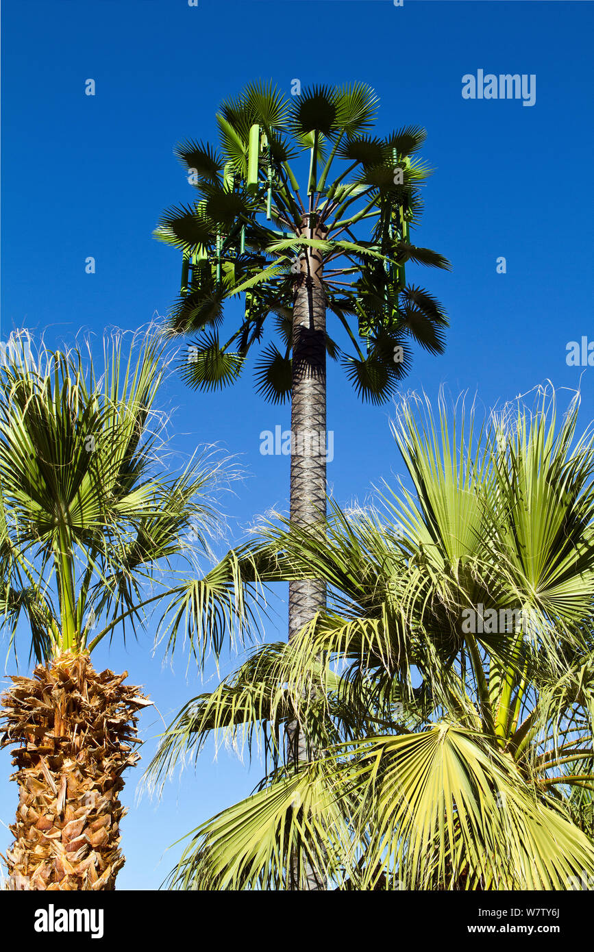 Phonemast disguised as palm tree, Palm Springs, California, USA, June ...