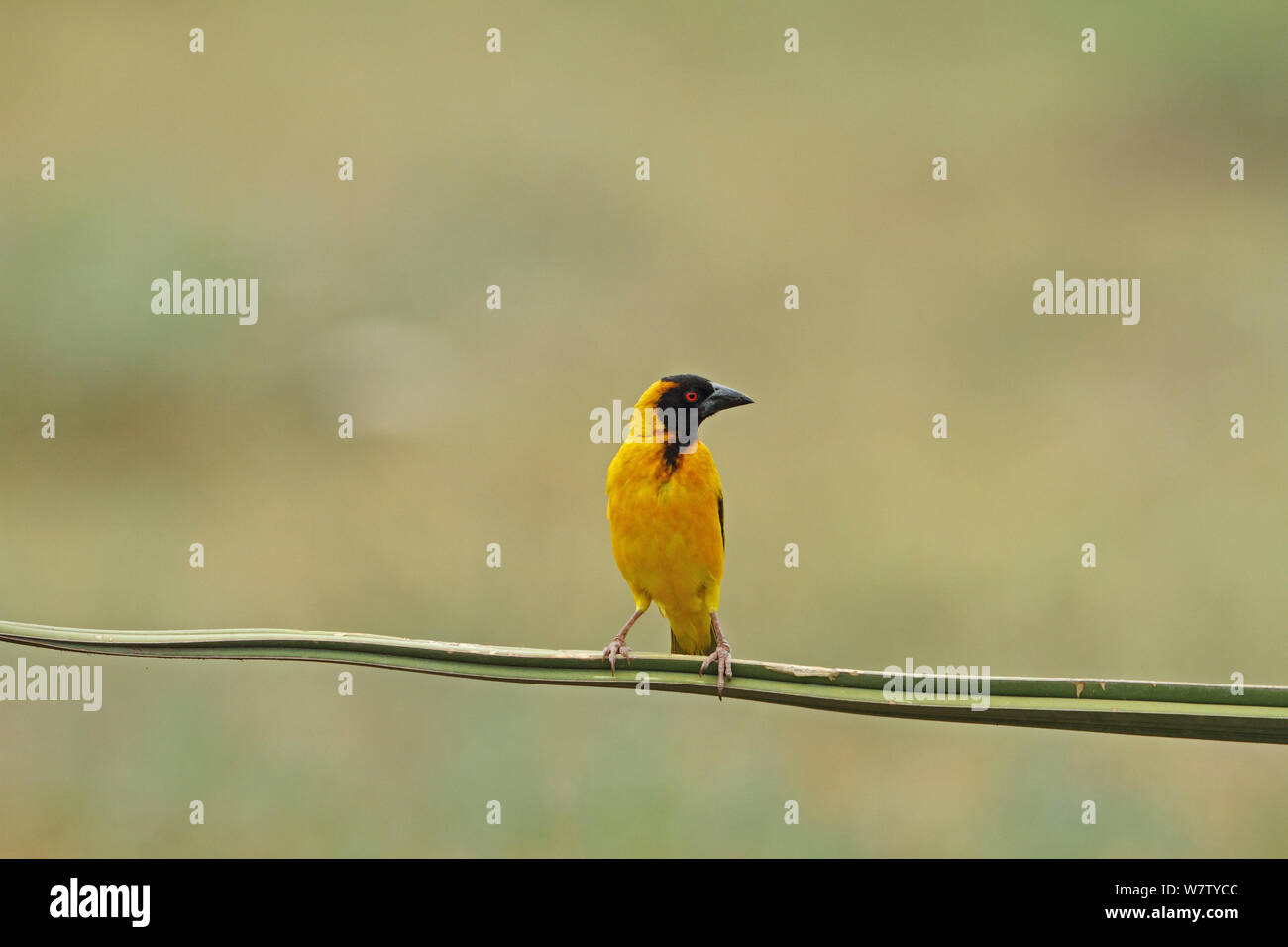 Yellow headed weaver birds hi-res stock photography and images - Alamy