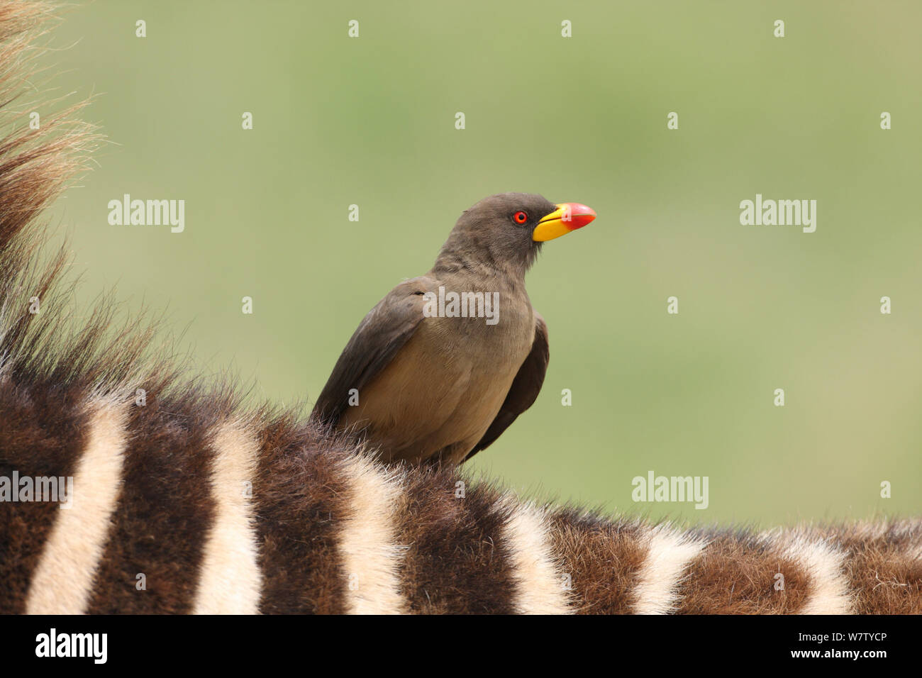 Yellow billed oxpecker on the back hi-res stock photography and images ...