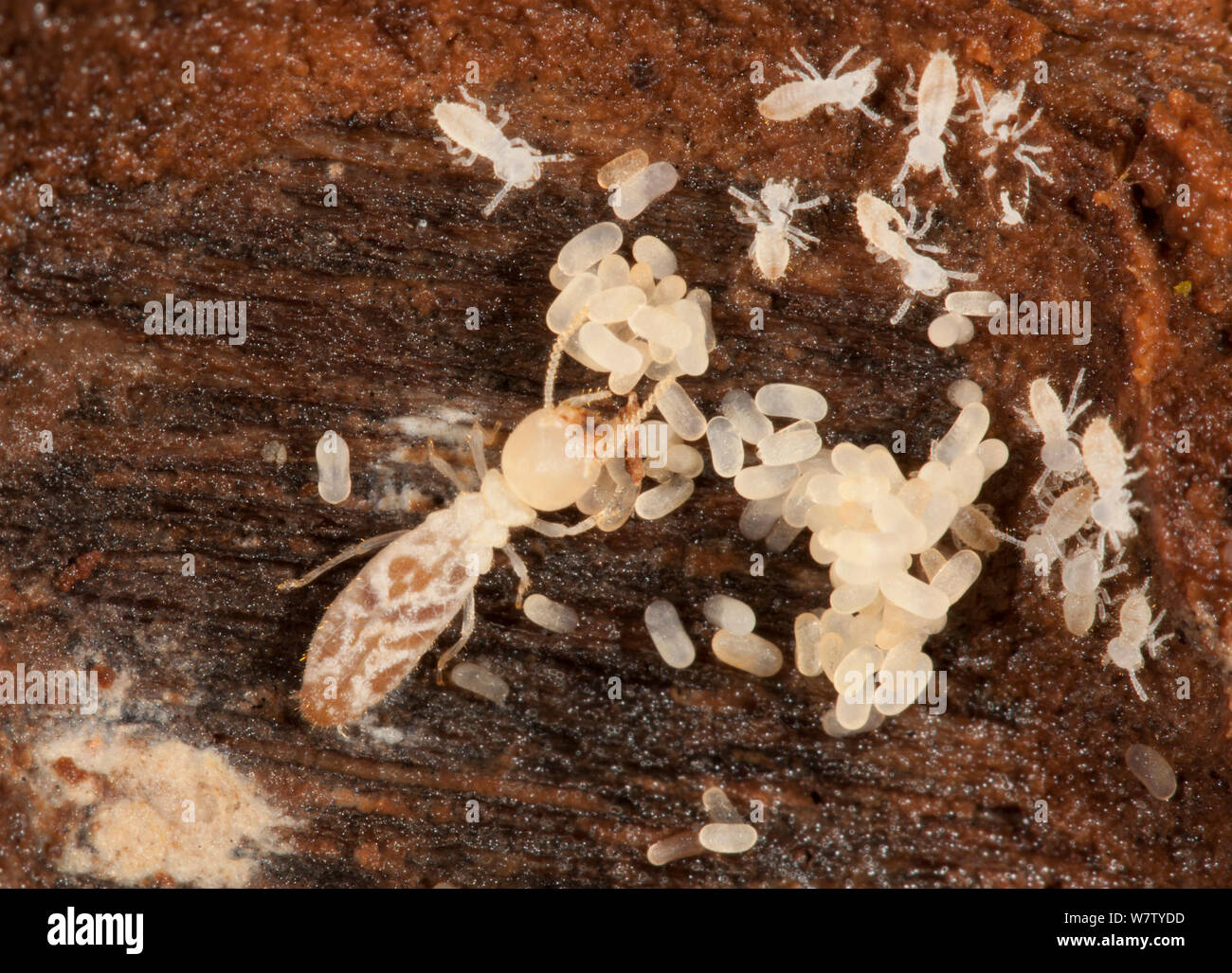 Termite eggs hi-res stock photography and images - Alamy Termite eggs hi-res stock photography and images - Alamy