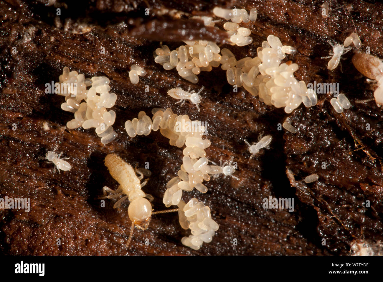 Eastern Subterranean Termite (Reticulitermes flavipes) worker, with ...